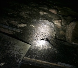 Attic Restoration Columbus, OH | BWS | Animal Droppings Removal